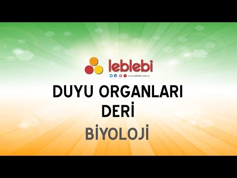 BİYOLOJİ / DUYU ORGANLARI - DERİ