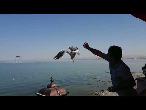 VAN'da Martı Olmak!