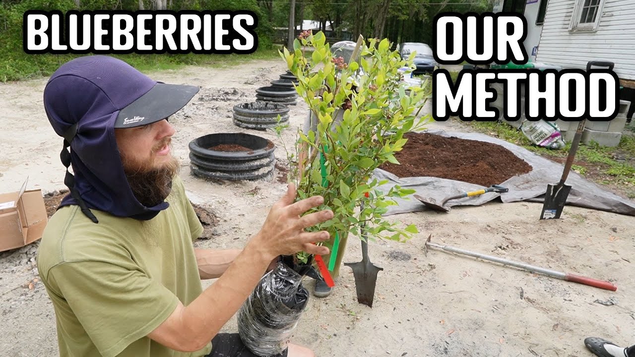 Our Unique Way to Grow Blueberries in 24" Culvert pipe - YouTube
