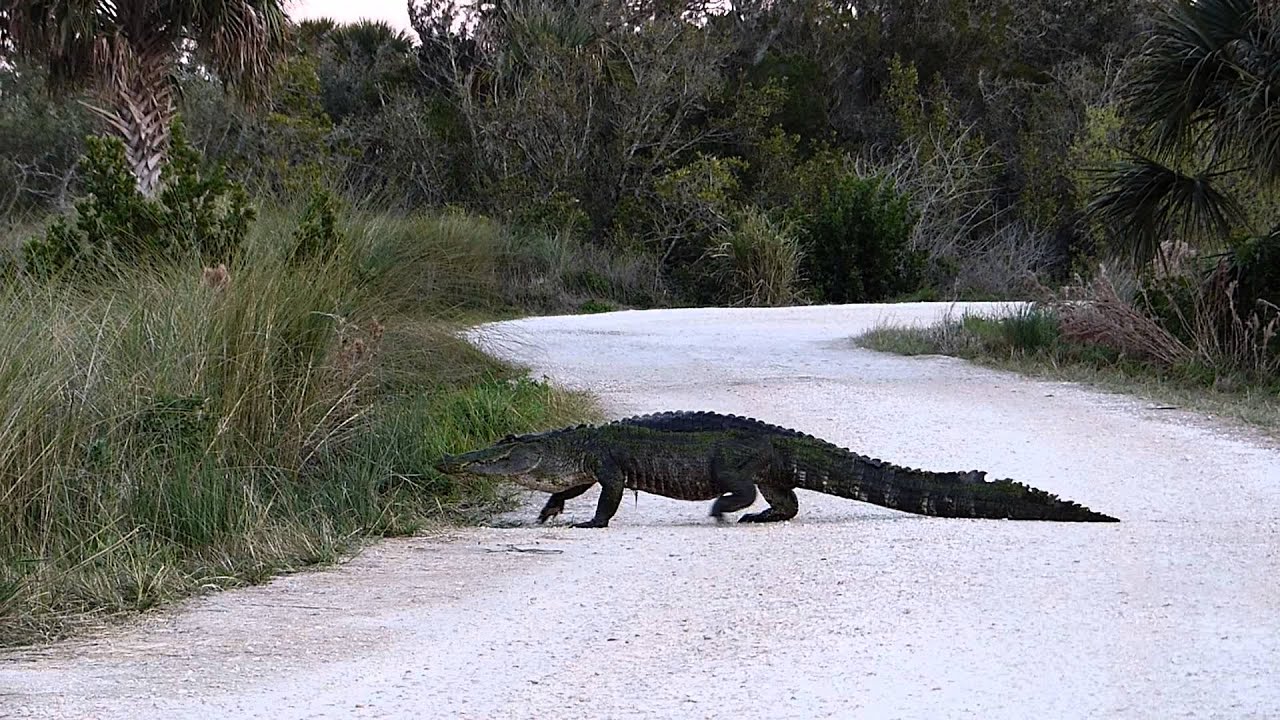 Alligator,Merritt Island,FL. - YouTube