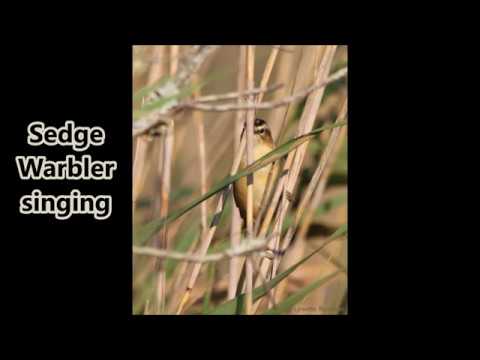 Sedge Warbler song - YouTube