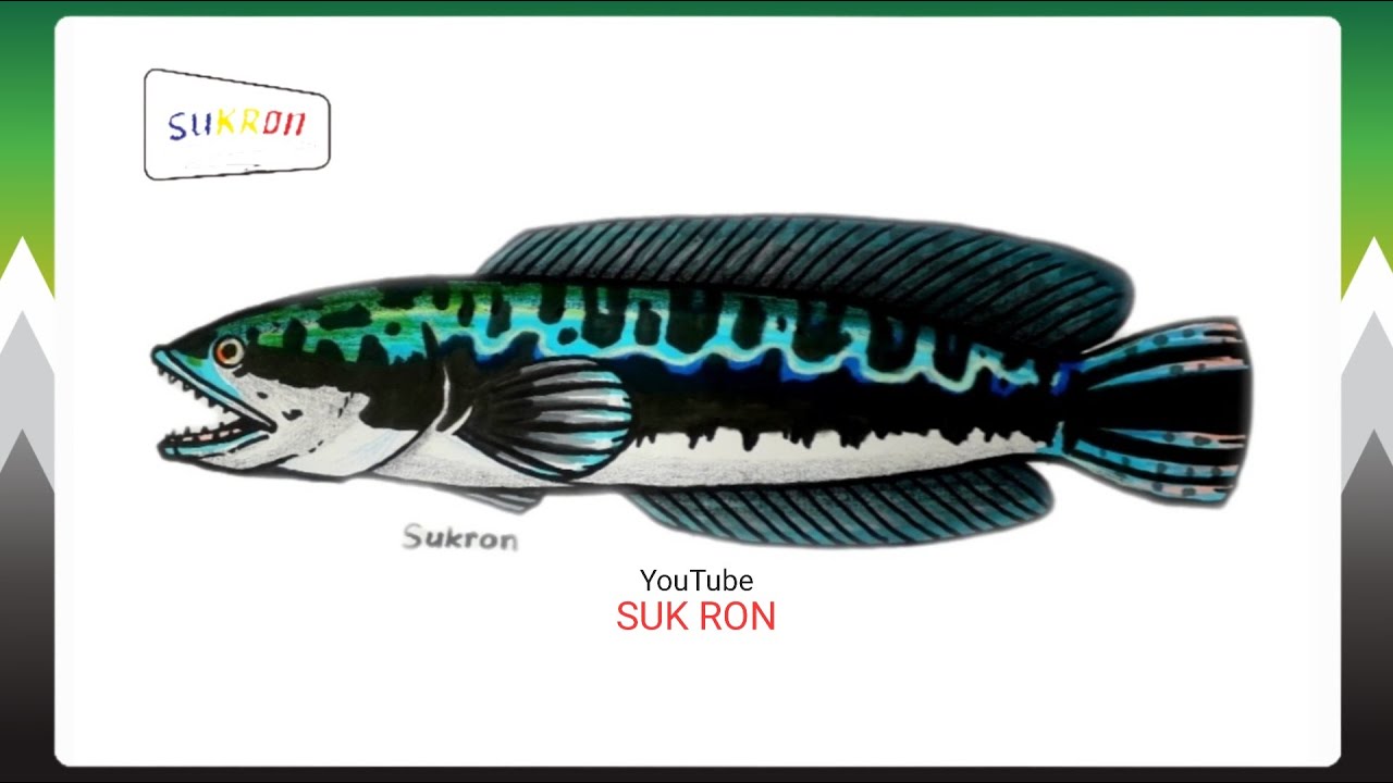 Cara menggambar Ikan Toman Biru - YouTube