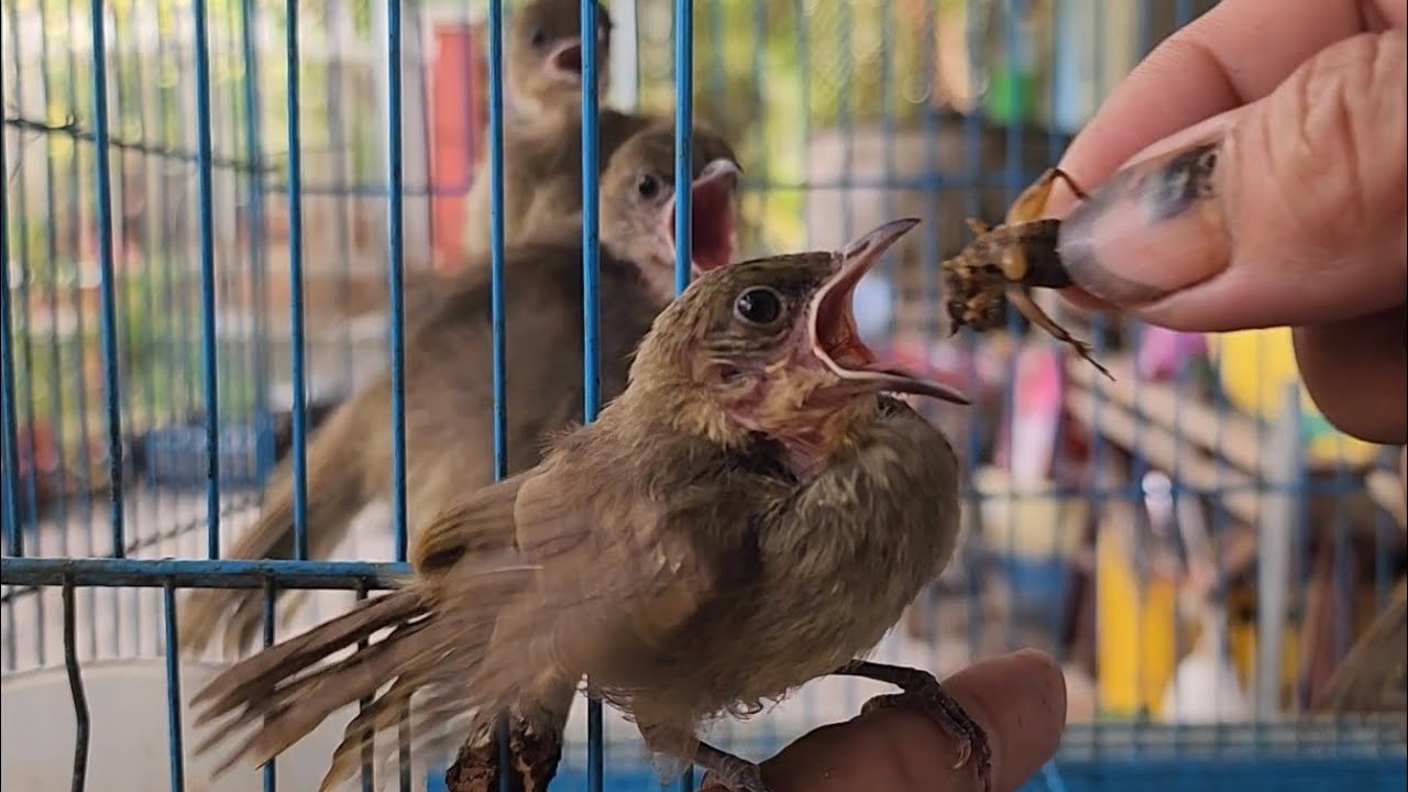 Những chú chim Hoành hoạch siêu cute, Cute birds - YouTube