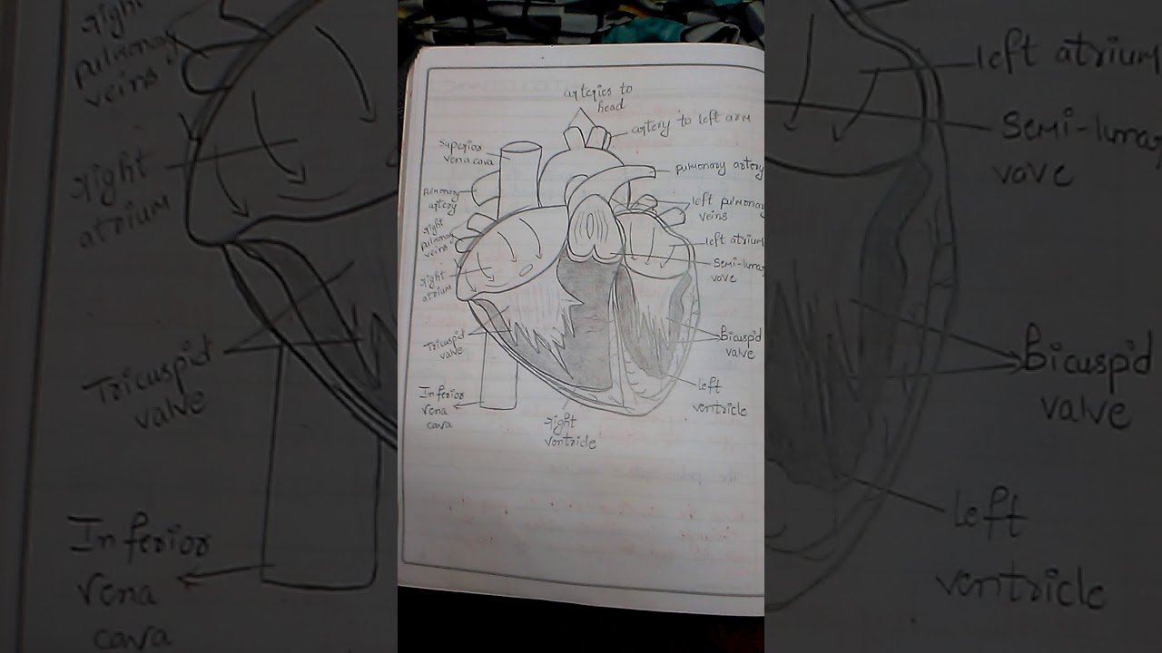 Easy way to draw internal structure of heart - YouTube