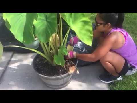 FINALLY - Harvesting TARO ROOT - Hidden Garden in Front Yard - YouTube