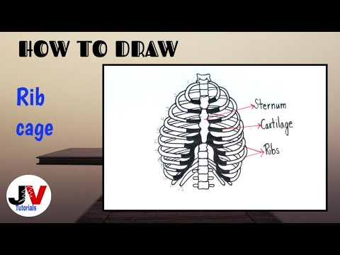 rib cage diagram|rib cage drawing|how to draw rib cage - YouTube
