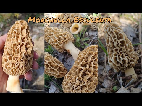 Altın Kuzu Göbeği - Morchella Esculenta.Sarı kuzu göbeği nerede bulunur? 2025 yeni sezon.İzle ve gör
