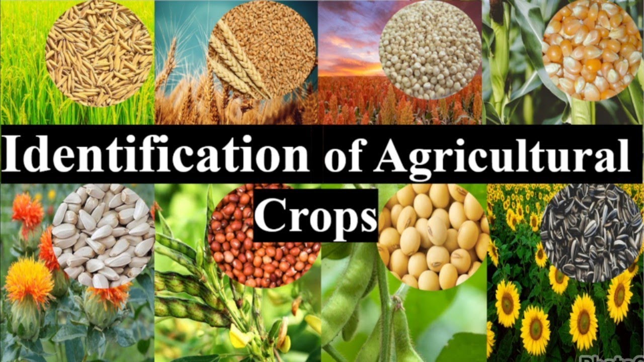 Identification of Important Agricultural Crops, # Agri Practical exam ...