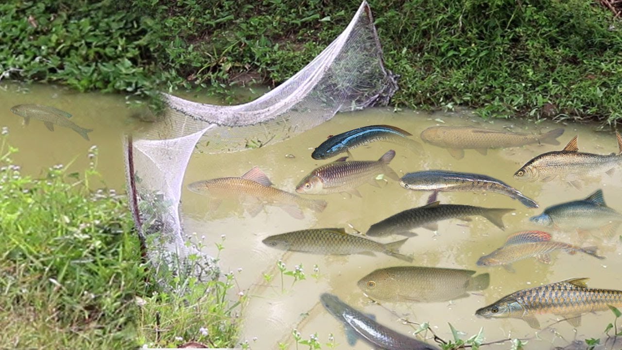 Amazing Fishing at Siem Reap - How To Catch Fish By Hand - Cambodia ...