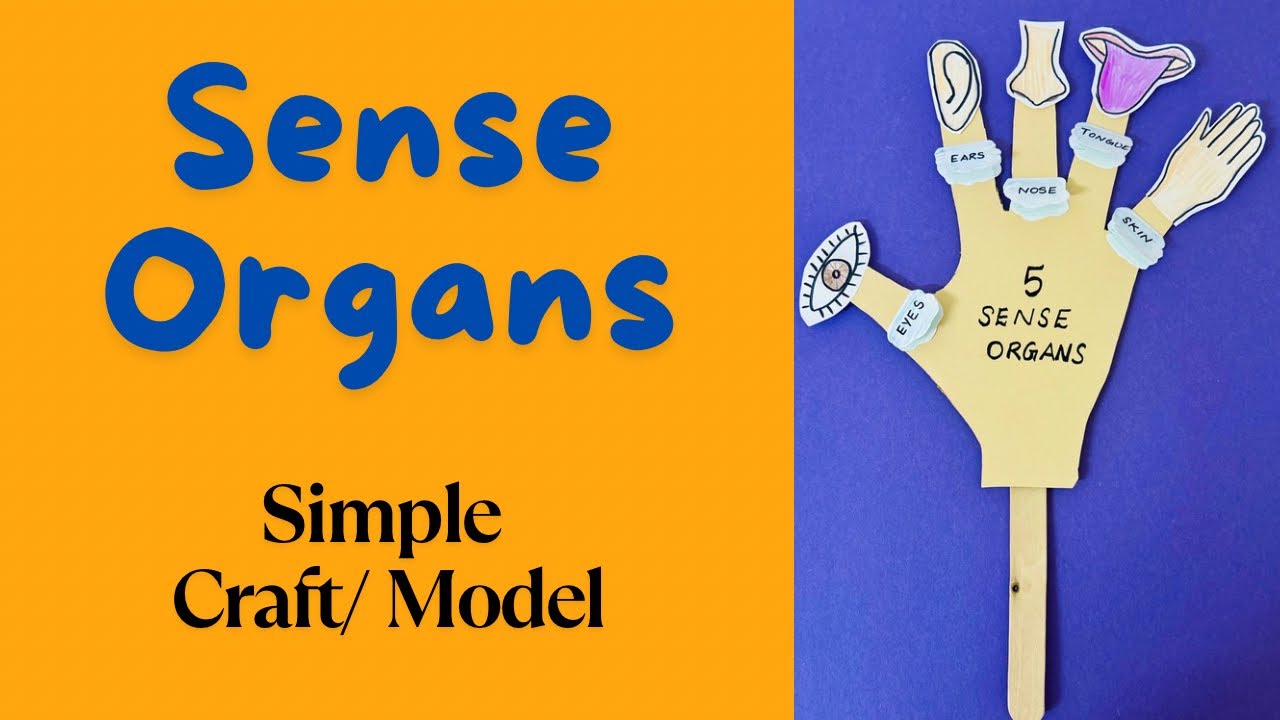 Sense Organs Craft|Sensory Organs Craft|Sense Organs Model|5 Sense ...