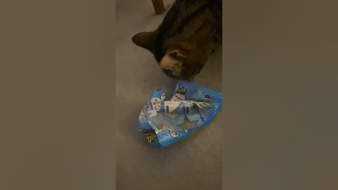 Catnip frenzy #catnipcraze - YouTube