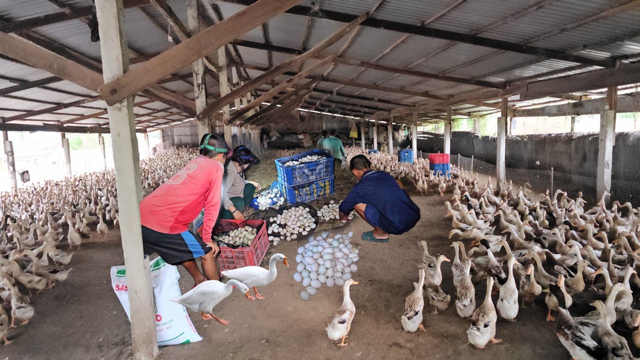 Duck Egg Farm Model with 10,000 Ducks: Secrets to Earning Huge Profits ...
