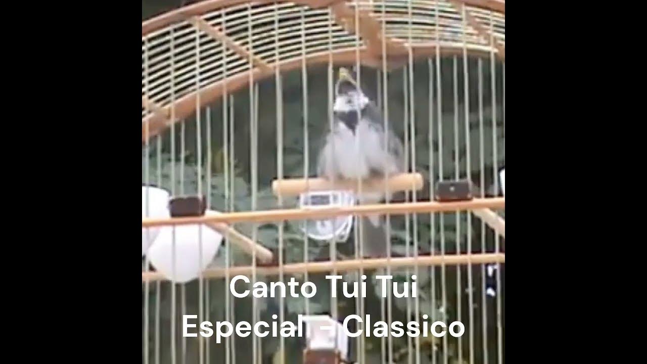 Canto Tui Tui Especial Clássico - YouTube