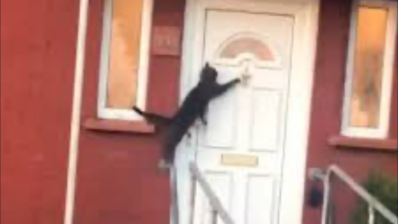Cat knocking on door and then listening for someone to open it 😂😂😂 # ...