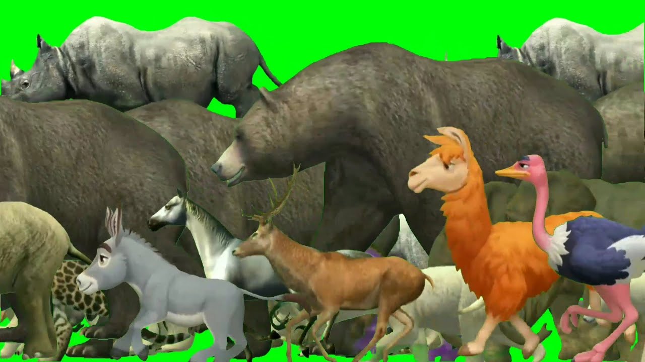Zoo Animals Stampede Green Screen | Animals Green Screen | Stampede ...