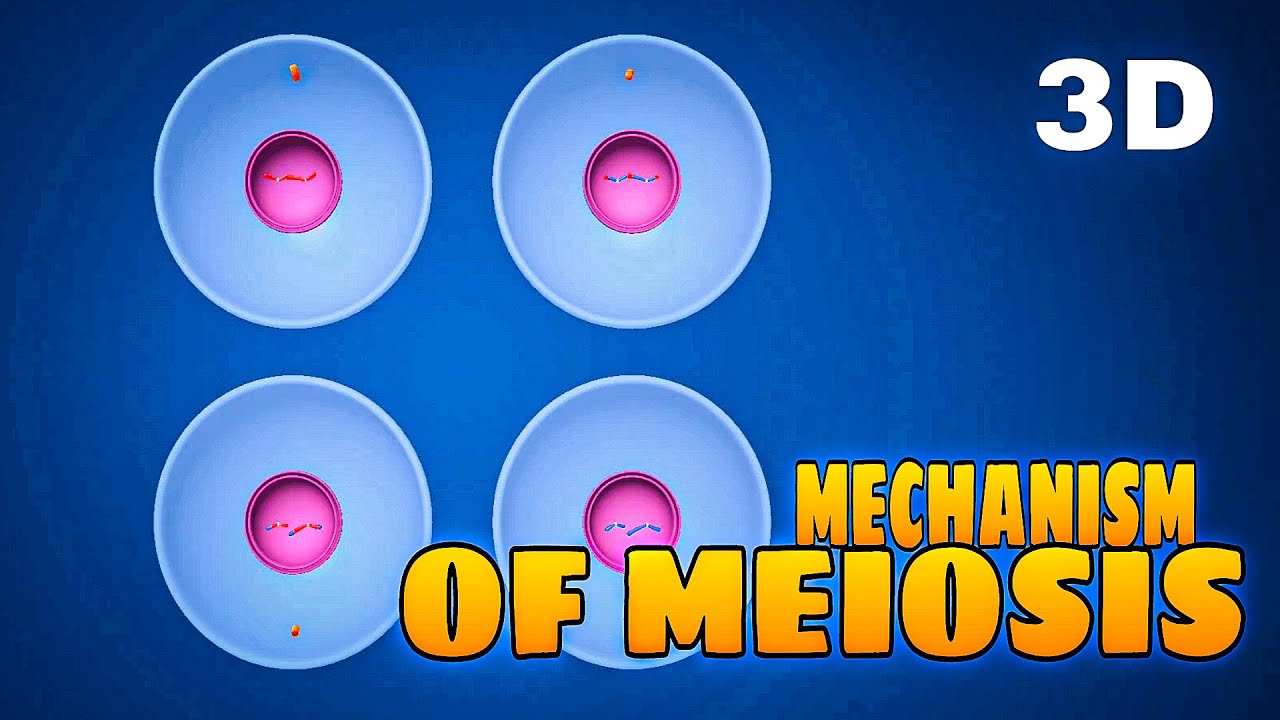 Mechanism of Meiosis। Cell division। Cell cycle। Mr. Angry। 3D ...