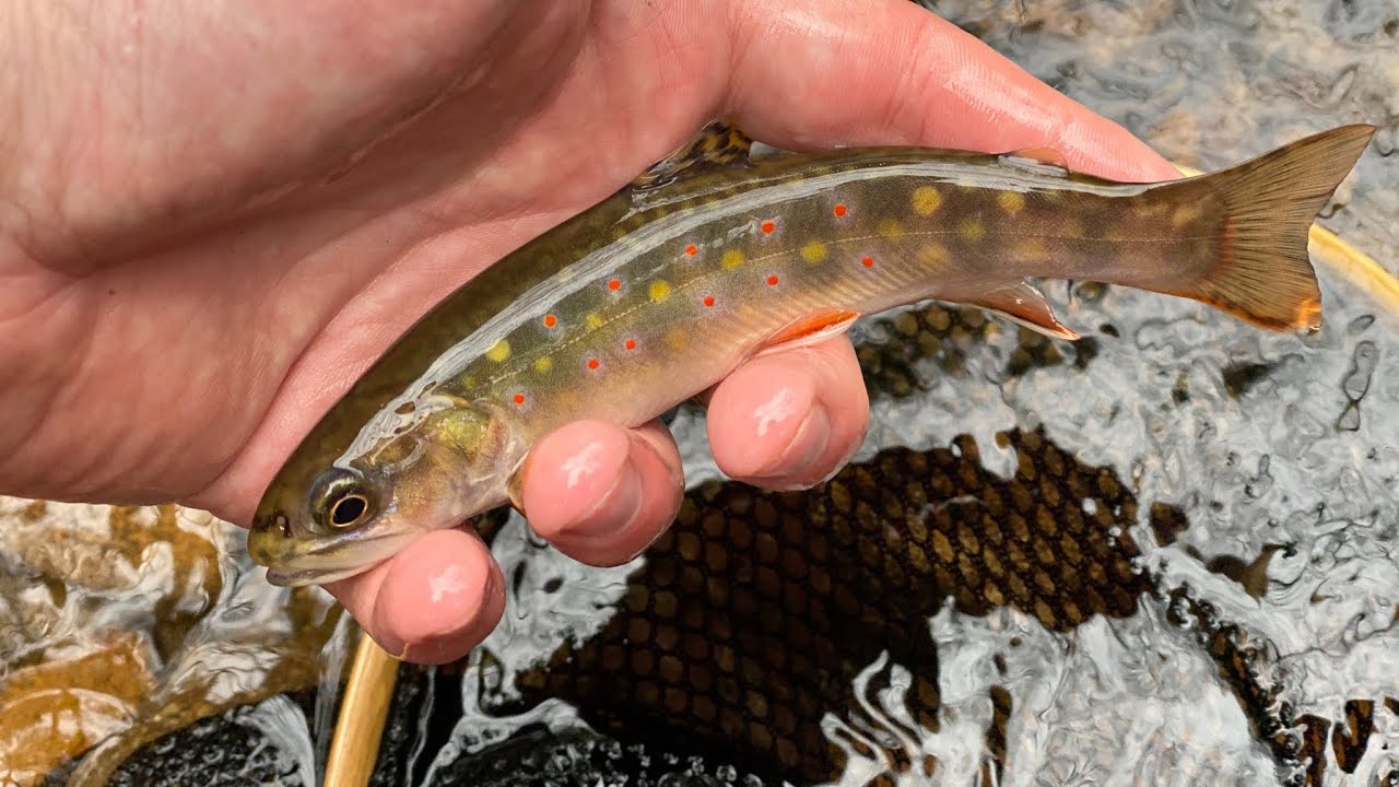 How To Find Wild Trout | Blue Lining PA - YouTube