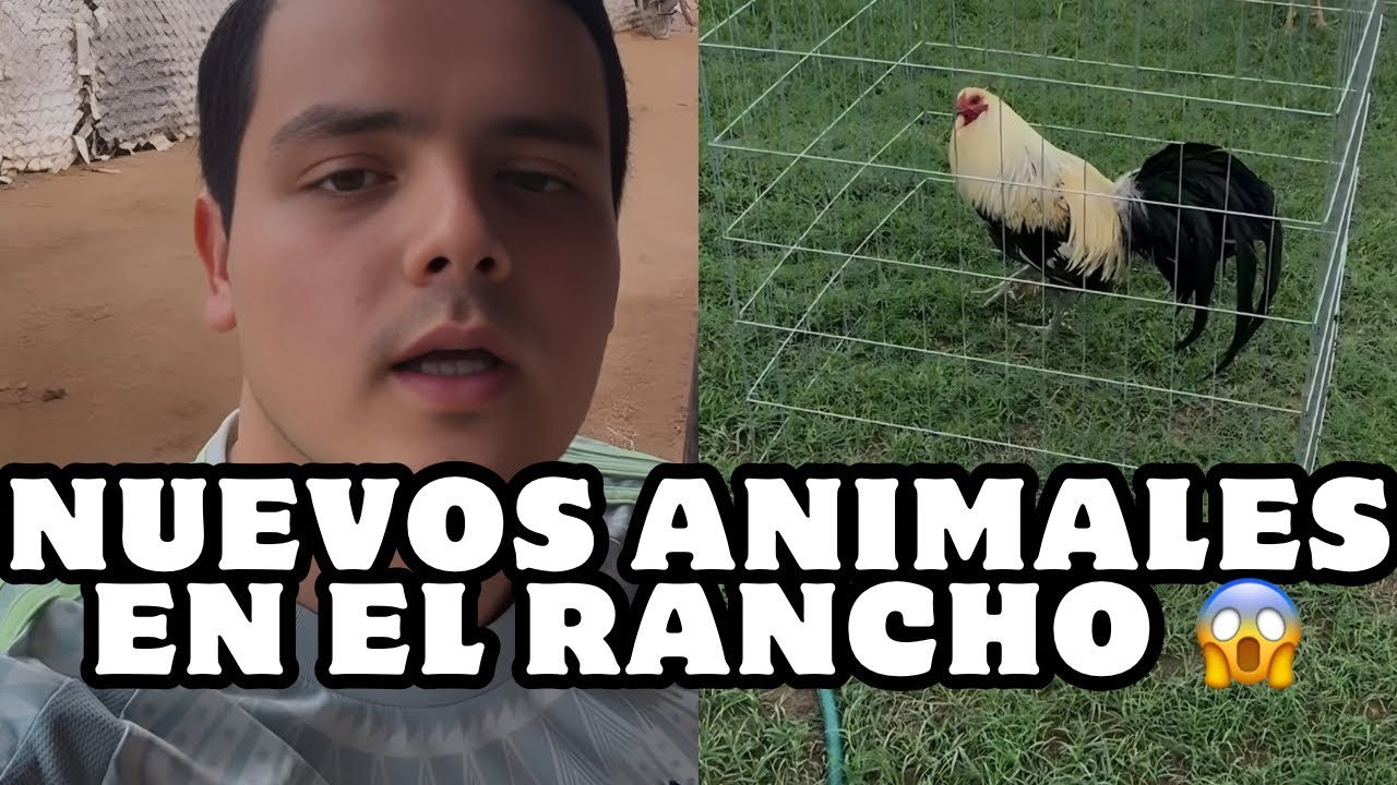 NUEVOS ANIMALES EN EL RANCHO | KC - YouTube