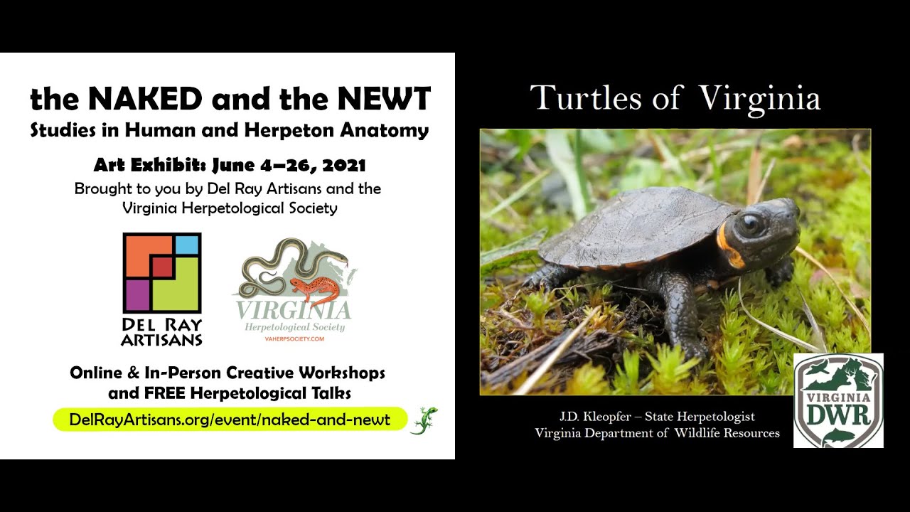 Turtles of Virginia: Life History and Conservation - YouTube