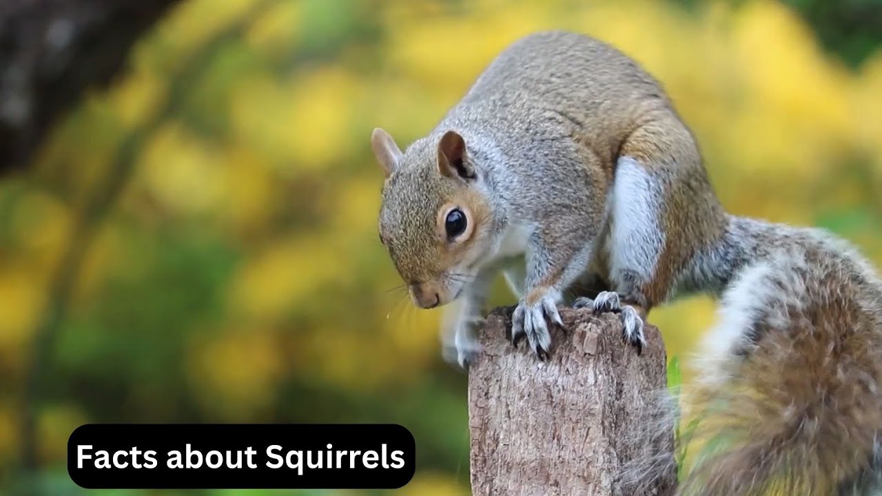 Facts about Squirrels 🐿️ - YouTube