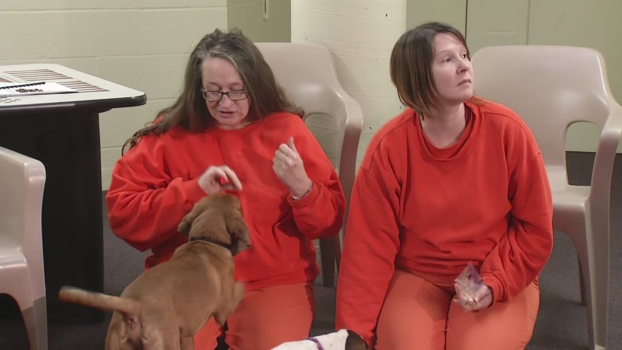 Pups at the pen: local inmates making time count - YouTube