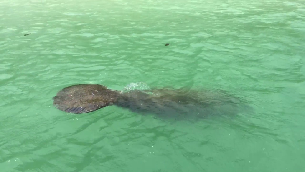Manatee sighting off Lido Key Beach, Florida - YouTube
