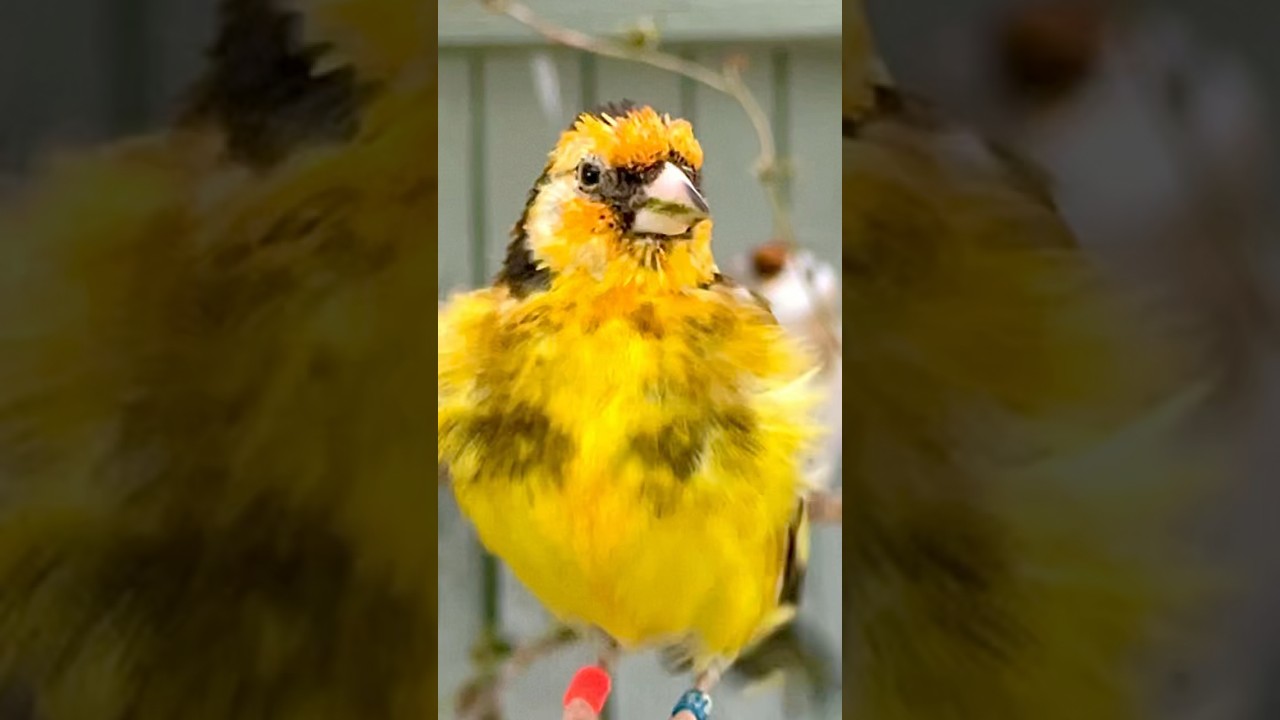 Carduelis - major goldfinch @Daoud Kasouh #birds #nature #bird # ...