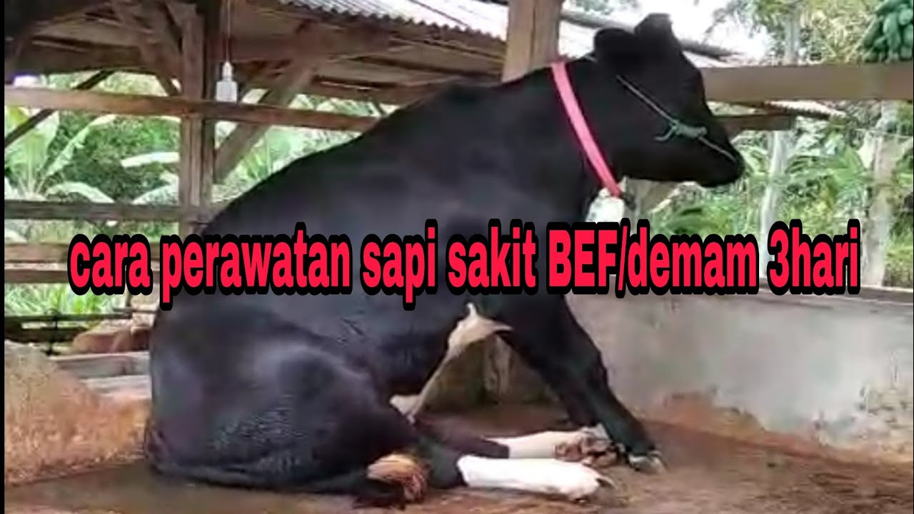 cara perawatan sapi sakit demam 3 hari BEF - YouTube