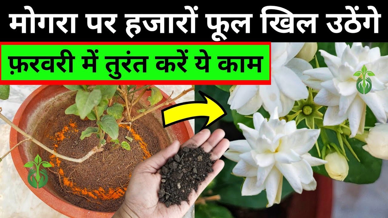 मोगरा पर हजारों फूलों के लिए तुरंत करें ये काम.Mogra plant care.Mogra ...
