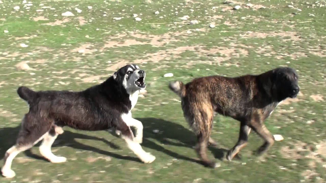 Tajik shepherd dogs attack strangers in a car - YouTube