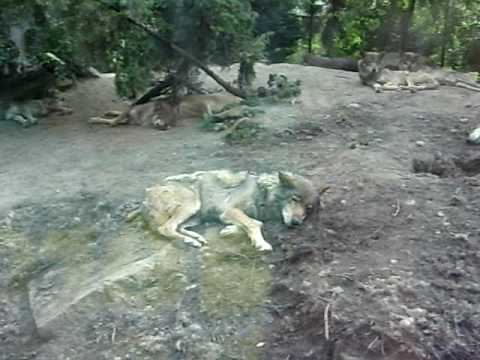 Disturbing the wolves - YouTube