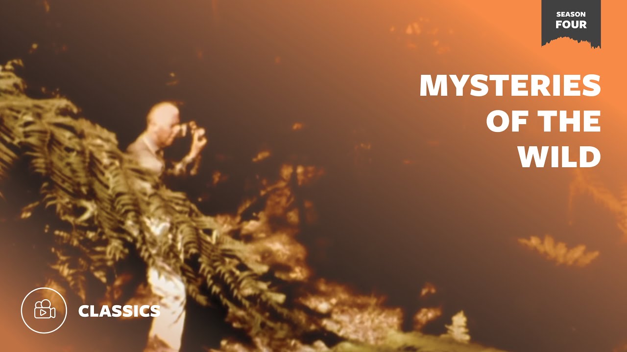 Mysteries of the Wild | Mutual of Omaha's Wild Kingdom - YouTube
