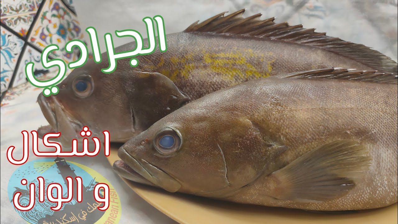 سمكة الوقار الجرادي 💛 Youtube
