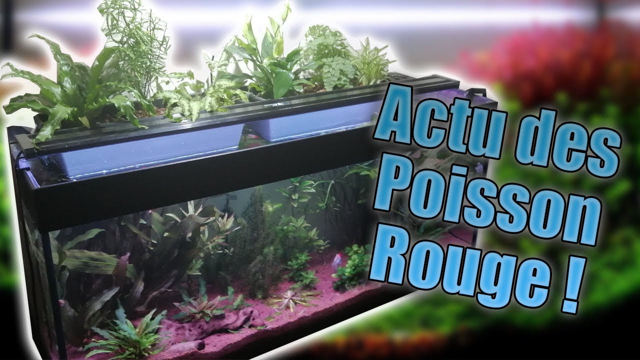 Des nouvelle de Bubble & Actu du bac a Poisson Rouge - Capsule - YouTube