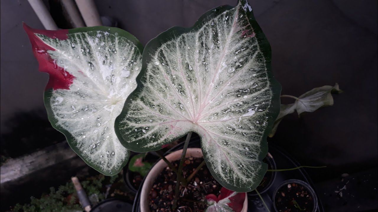 TANAMAN KELADI BARET MERAH DAN CET TUMPAH SUBUR DI MUSIM HUJAN - YouTube