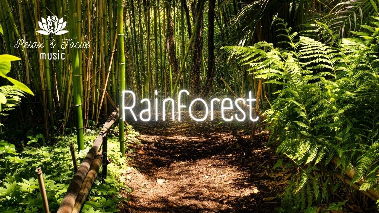 Stress Relief Relaxing Music, rainforest, meditation - YouTube