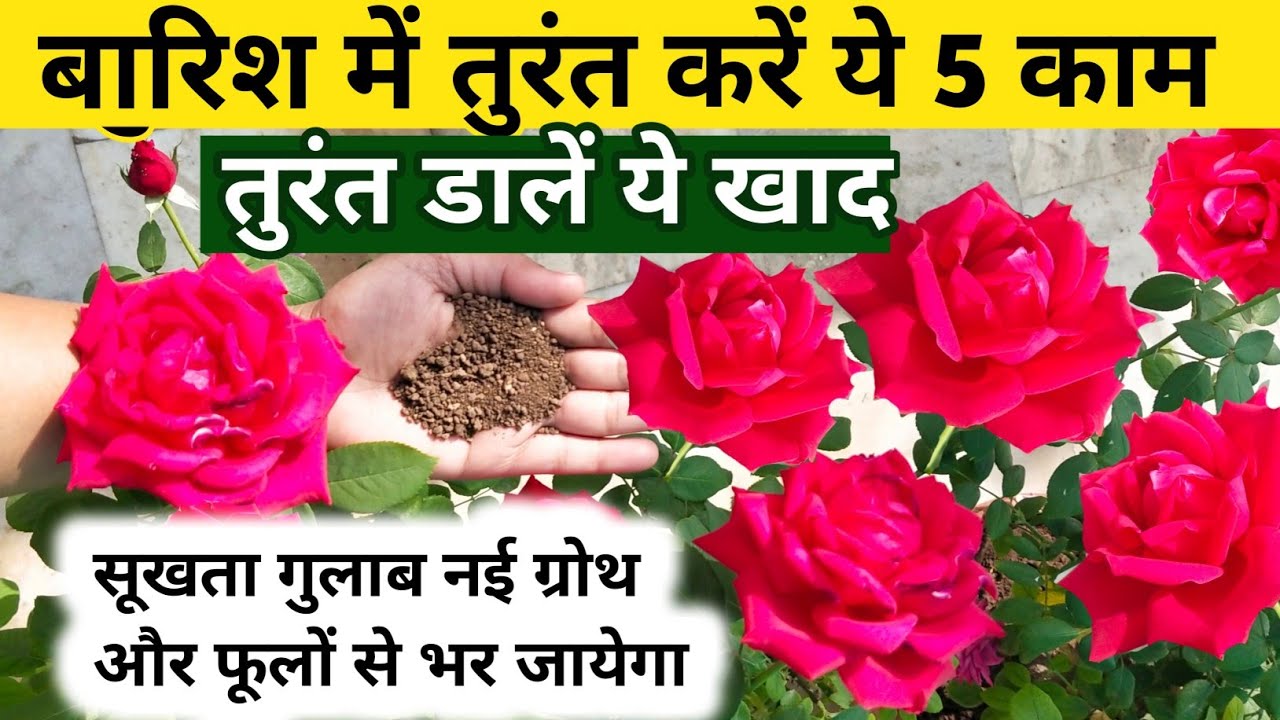 5 Rose Plant Growing Tips.Rose plant care. Gulab.गुलाब की देखभाल कैसे ...