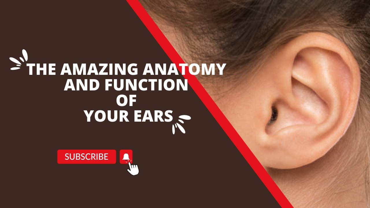The Amazing Anatomy and Function of Your Ears - YouTube