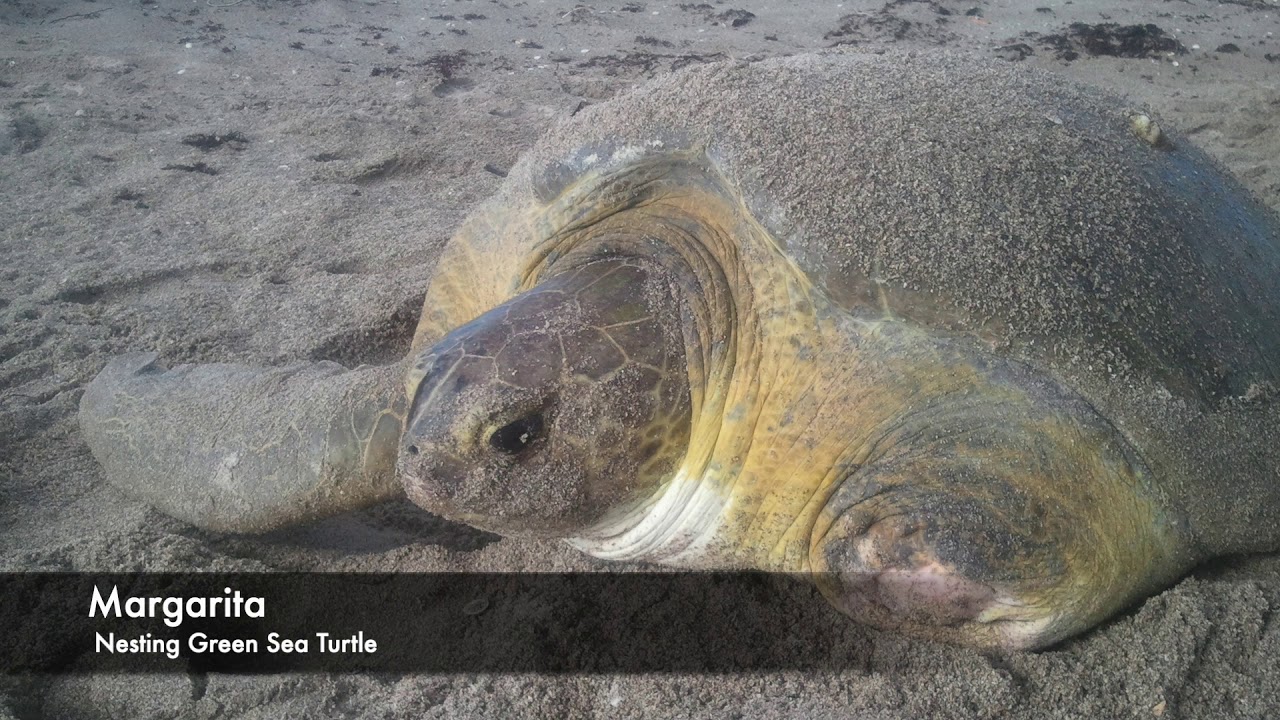 Mother's Day: Nesting Sea Turtle Moms - YouTube