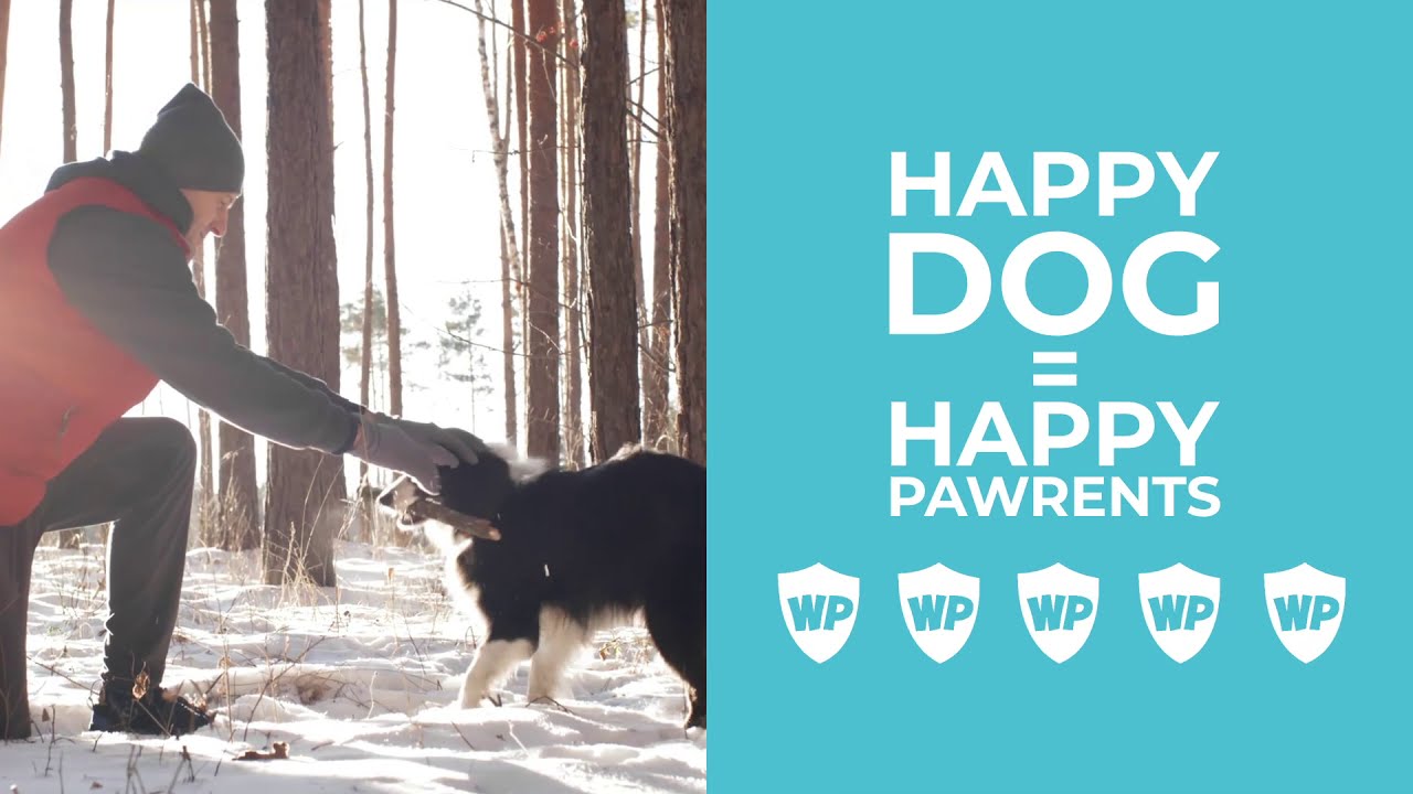 Wonder Paws Cardio Support for Pets - YouTube
