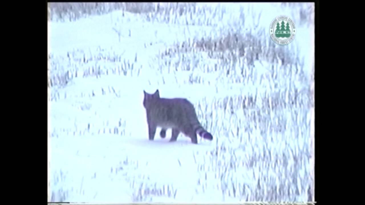 Macka diva - YouTube