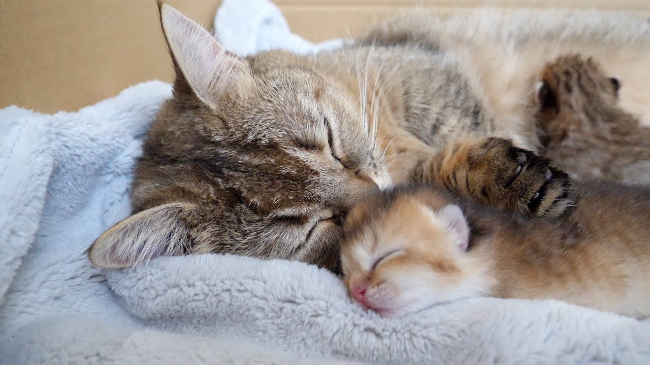 Mother cat Kiki wants to sleep closely with her baby kittens - YouTube