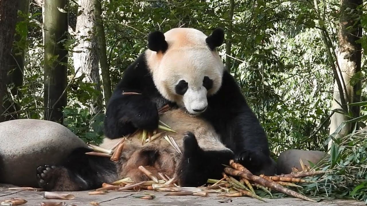ベイベイ | panda beibei | 大熊猫贝贝 - YouTube