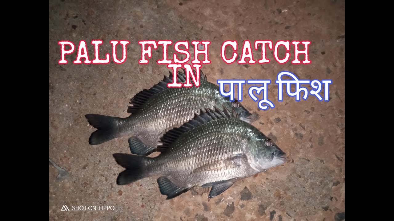 Fishing in Goa got PALU fish (black bream)palufish#goafishing# ...