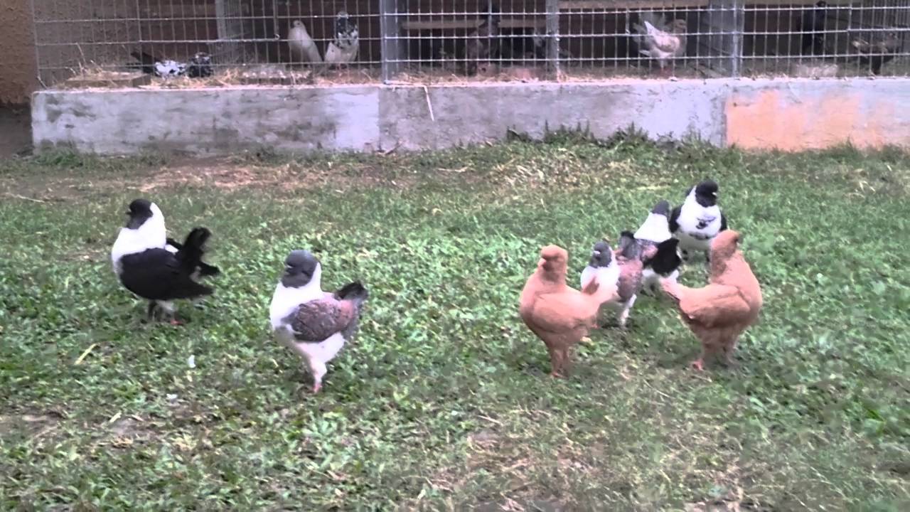 MODENA FANCY PIGEON By LABONG AVIARY PHILIPPINES - YouTube