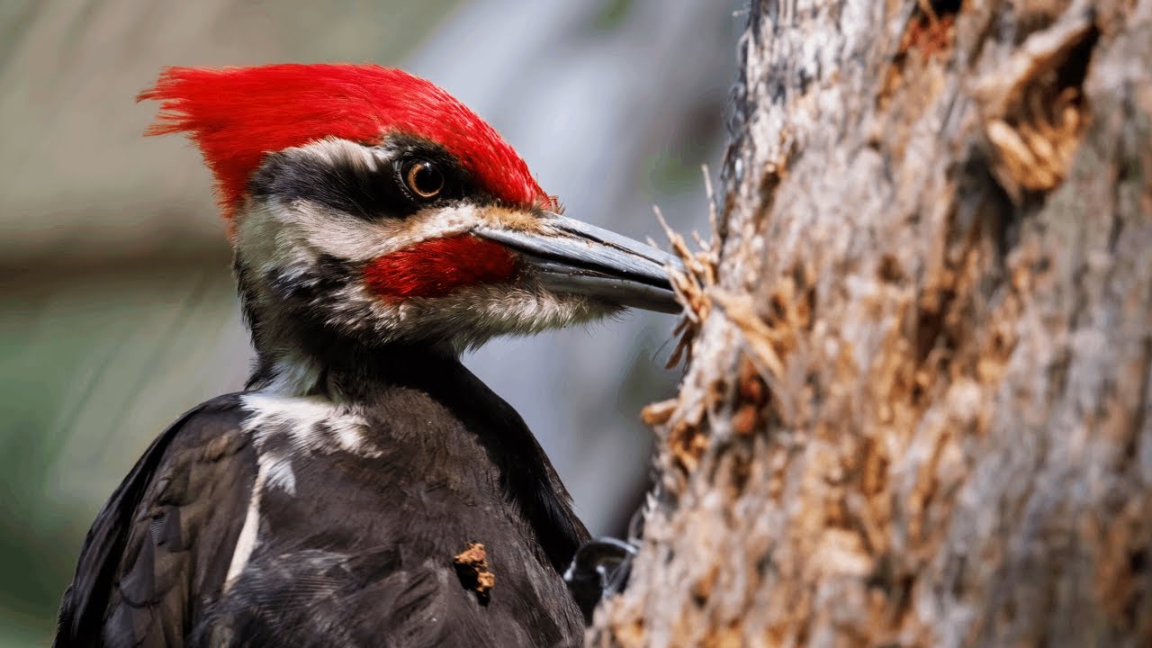 Woodpecker Pecking ASMR 🙀 - YouTube