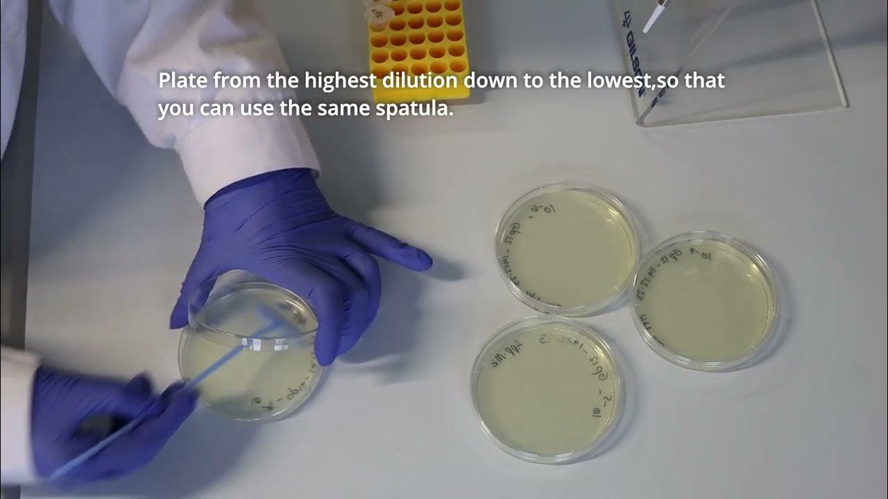 Applied Microbiology: How to perform spread plating correctly? - YouTube