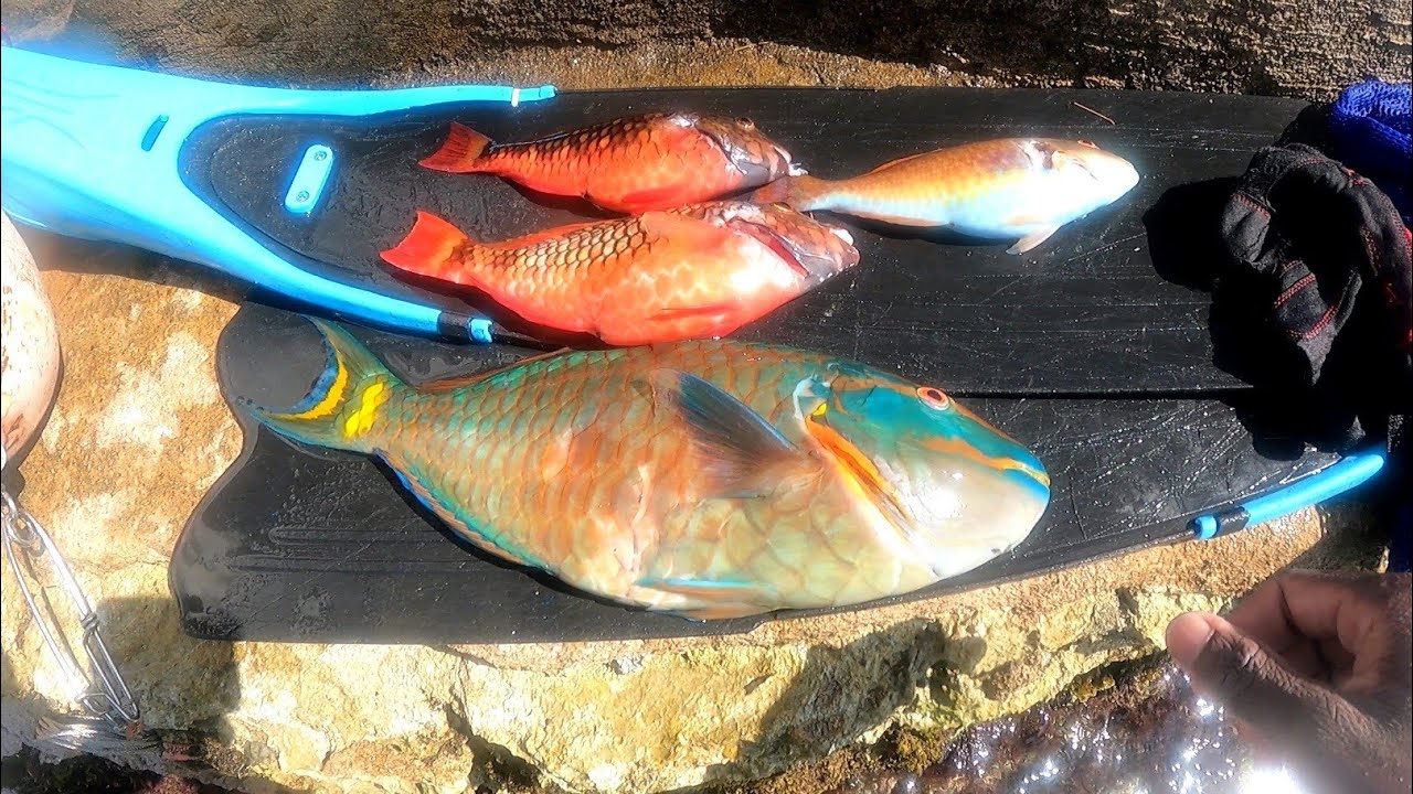 solo spearfishing for parrot fish | fishing trip🇯🇲 - YouTube