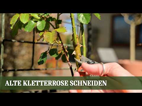 Verholzte Rose retten: Der Trick für neue Triebe