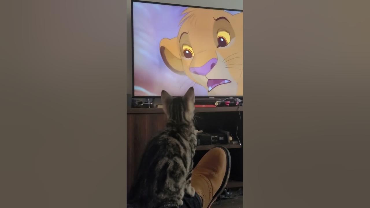 Котенок смотрит Король Лев - YouTube